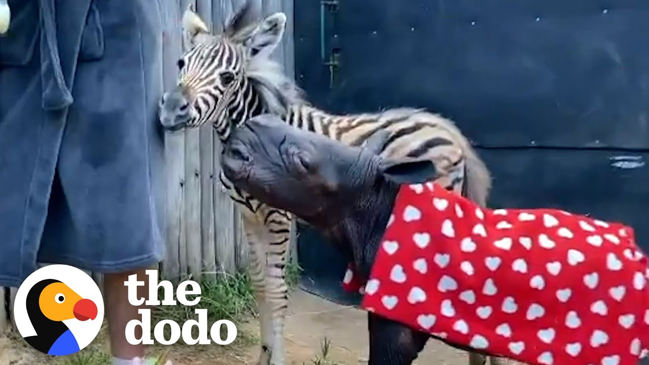 Baby Zebra Begs For Mud Baths With Her Rhino Sister | The Dodo Odd ...