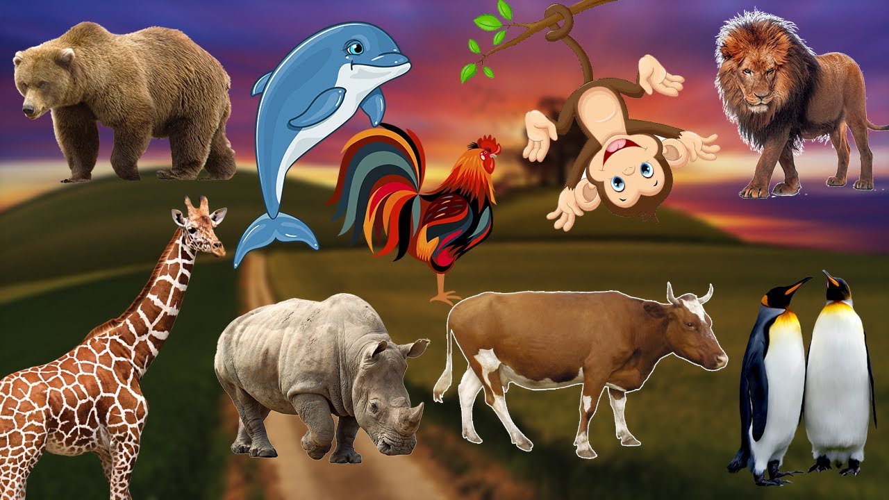 Learn familiar animals: rooster, cat, dolphin, tiger, panda - sounds of ...