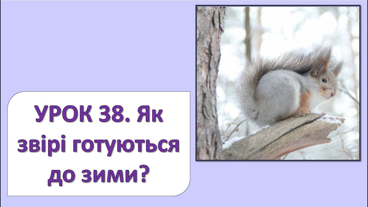 ЯДС 2 клас Урок 38 Як звірі готуються до зими Youtube