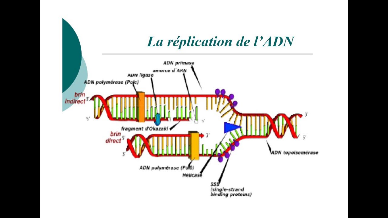 GENETIQUE La réplication de l’ADN - YouTube