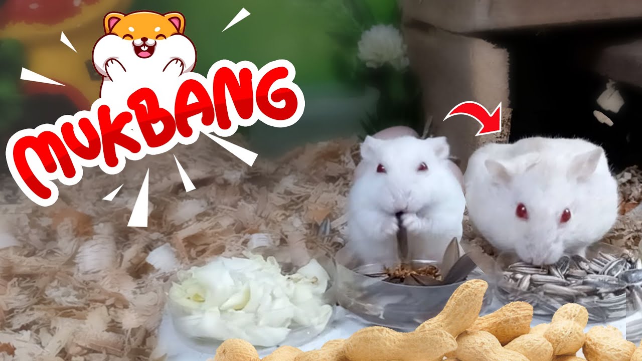 cute hamster eating foods MUKBANG - YouTube