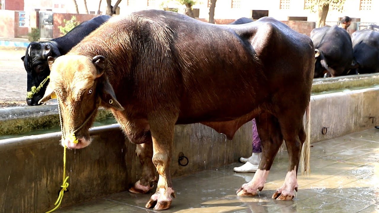 Best Nili Ravi Bull QB 1213 SPU Qadirabad - YouTube