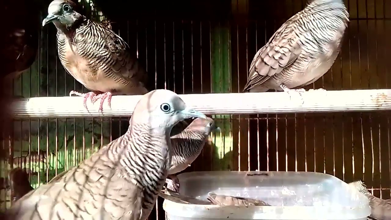 Burung Merbuk Dengan kawannya - YouTube