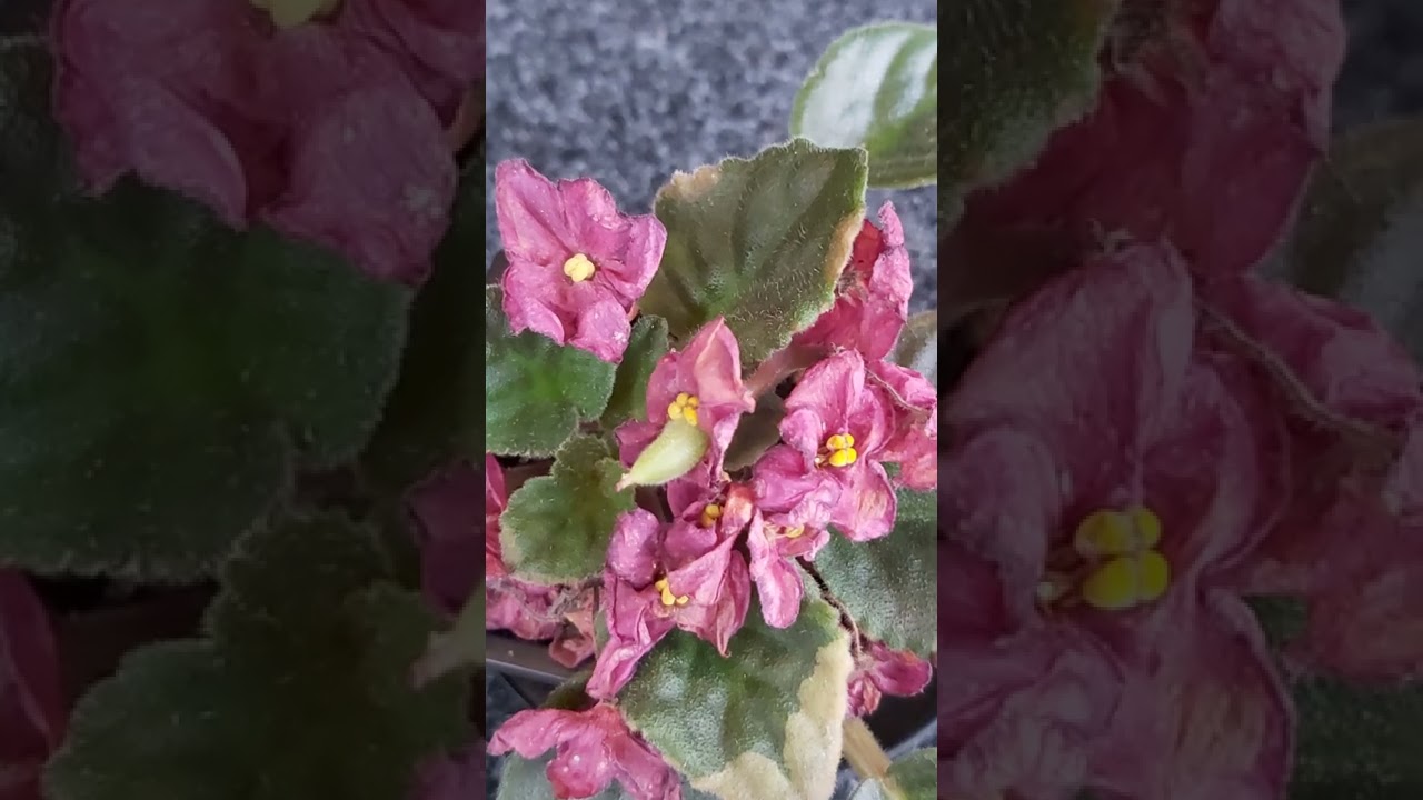 AFRICAN VIOLET SEED POD @ 5 Weeks Old - Self Pollination YES it can ...