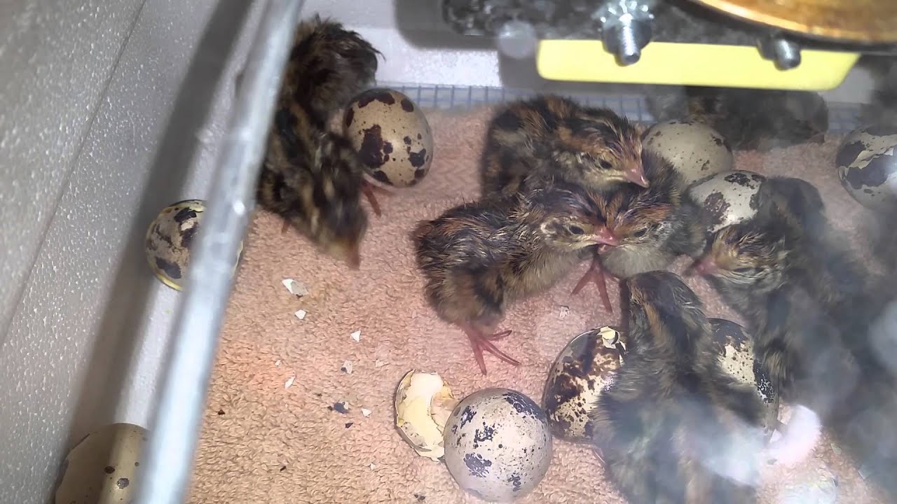 Baby Quail Puff Balls - The Quest for Quail Episode 5 - YouTube