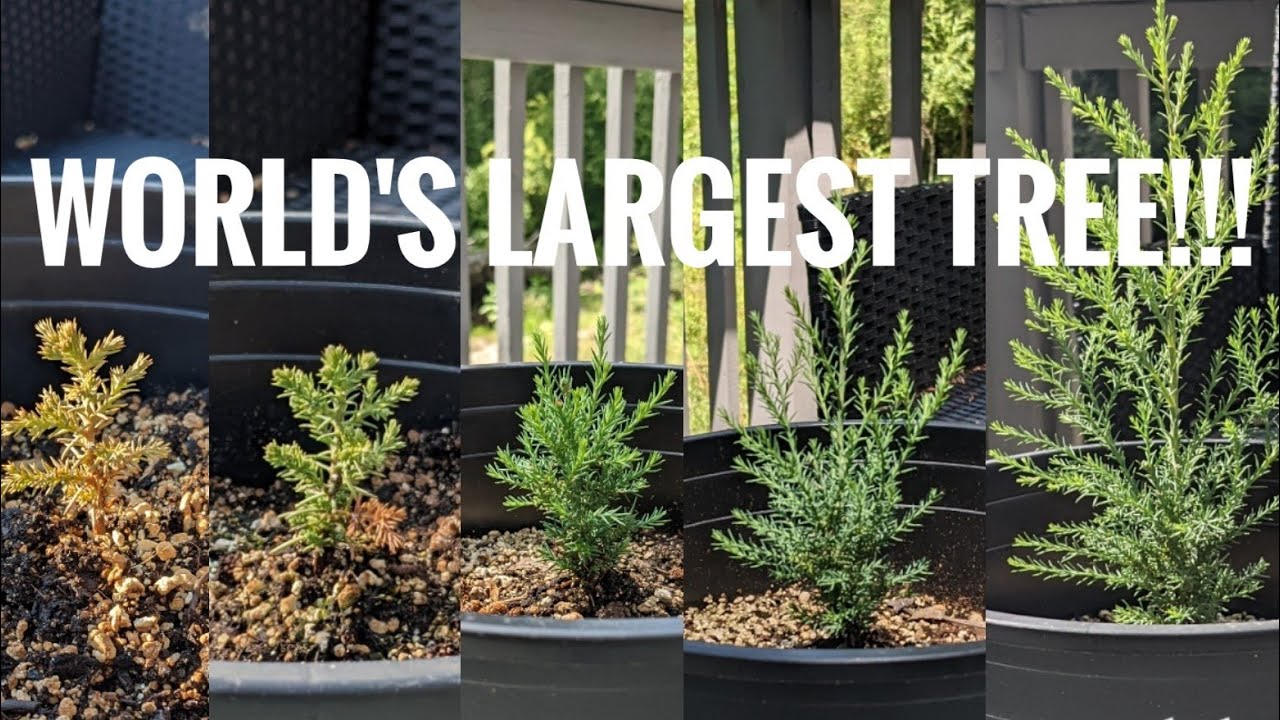 GIANT SEQUOIA GROWING (First Six Months) - YouTube