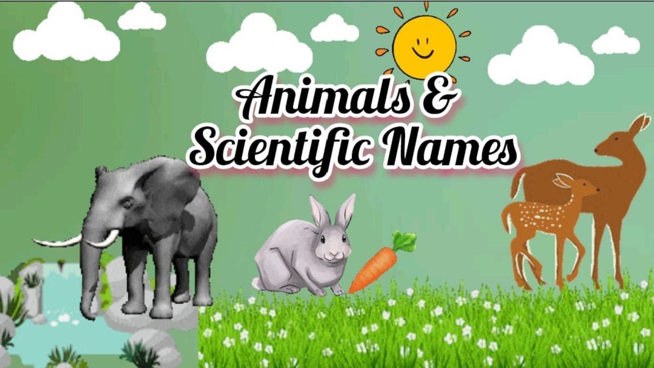 25 Animals & their Scientific Names - YouTube