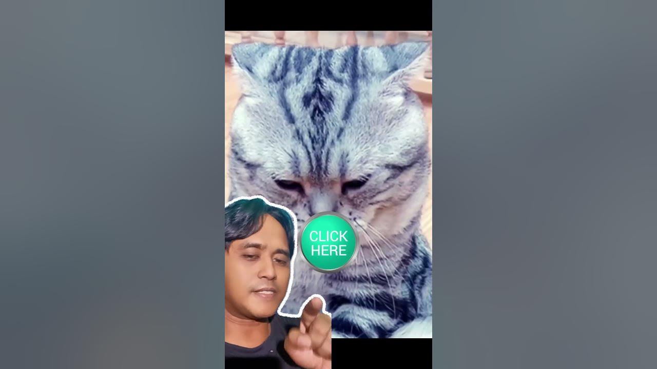 Kucing Lucu Merajuk enggak mau makan #shorts - YouTube