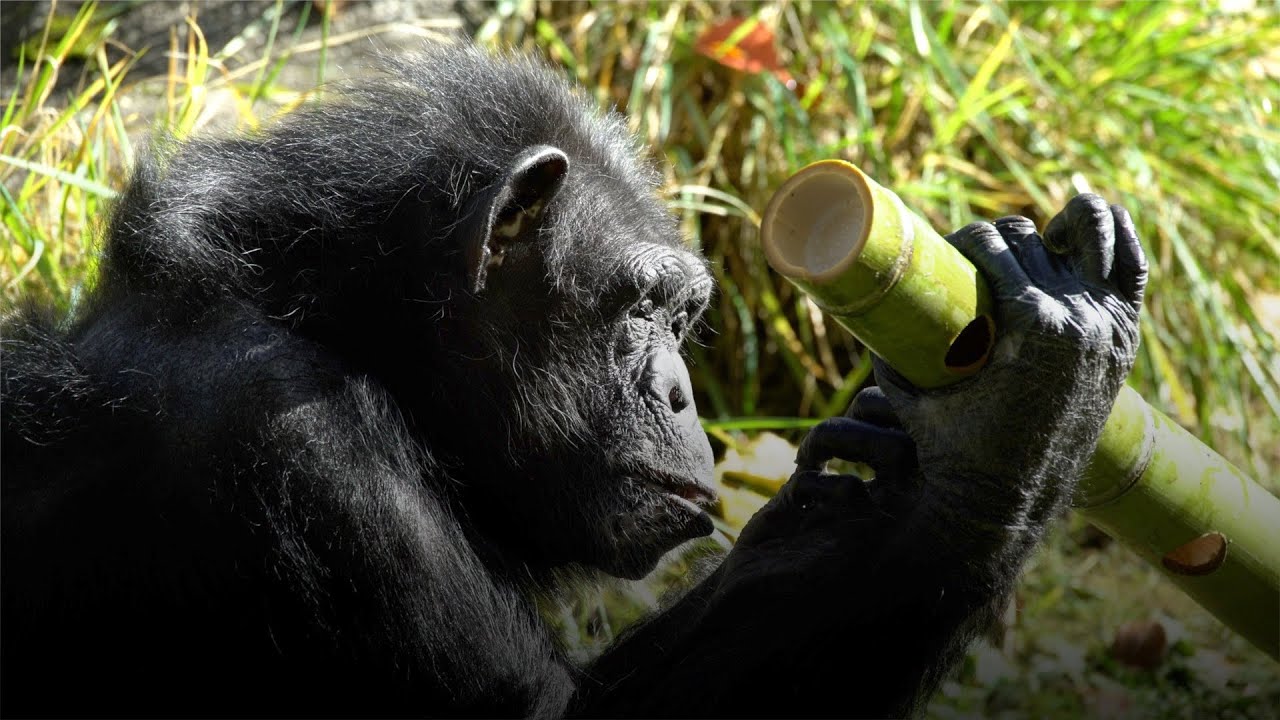 Chloe the Chimp Turns 50 - YouTube