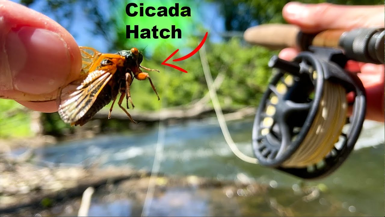 How to catch TROUT when bugs are EVERYWHERE - Cicada Hatch Fly Fishing ...