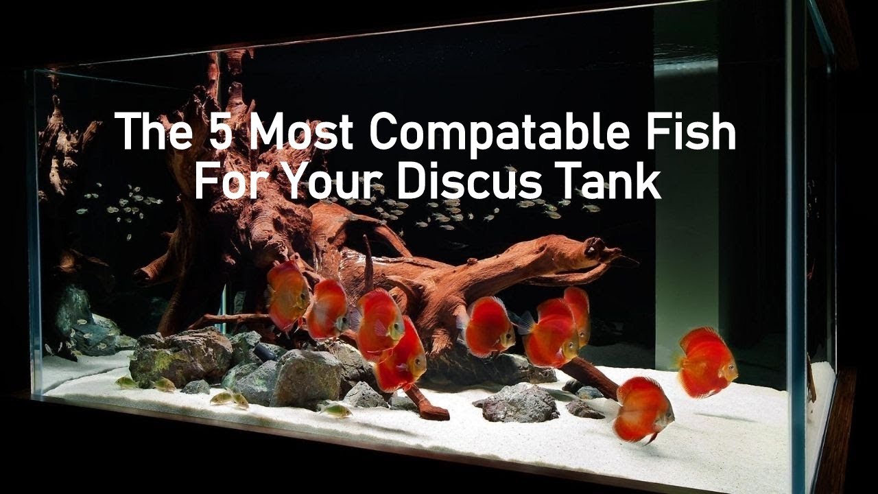 The 5 Most Compatible Fish For Your Community Discus Tank - YouTube