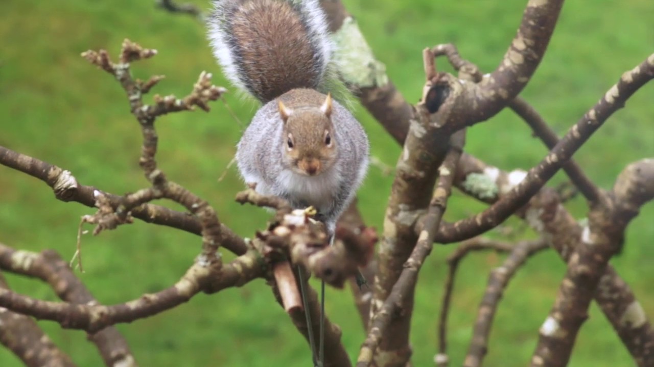 The Squirrel Thief - YouTube