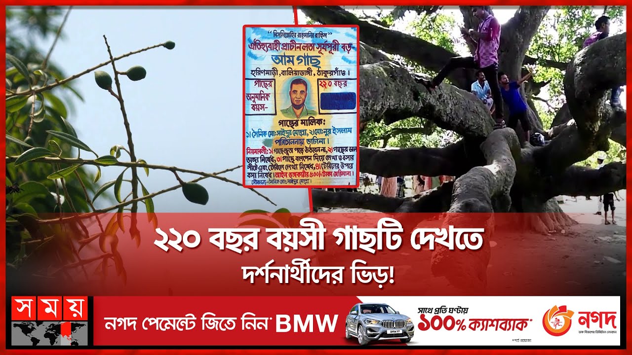 এশিয়ার সর্ববৃহৎ গাছে ঝুলছে থোকায় থোকায় আম! | Asian Biggest Mango ...