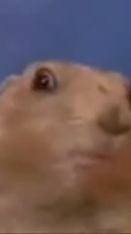 La ardilla dramática que te dejará sin palabras - YouTube