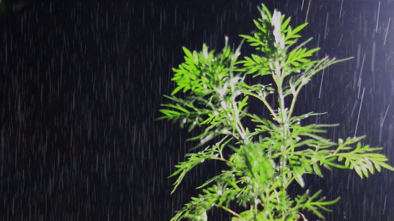 Relaxing Forest Rain Sounds at Deep Night | 10 Hours Rain on Forest ...