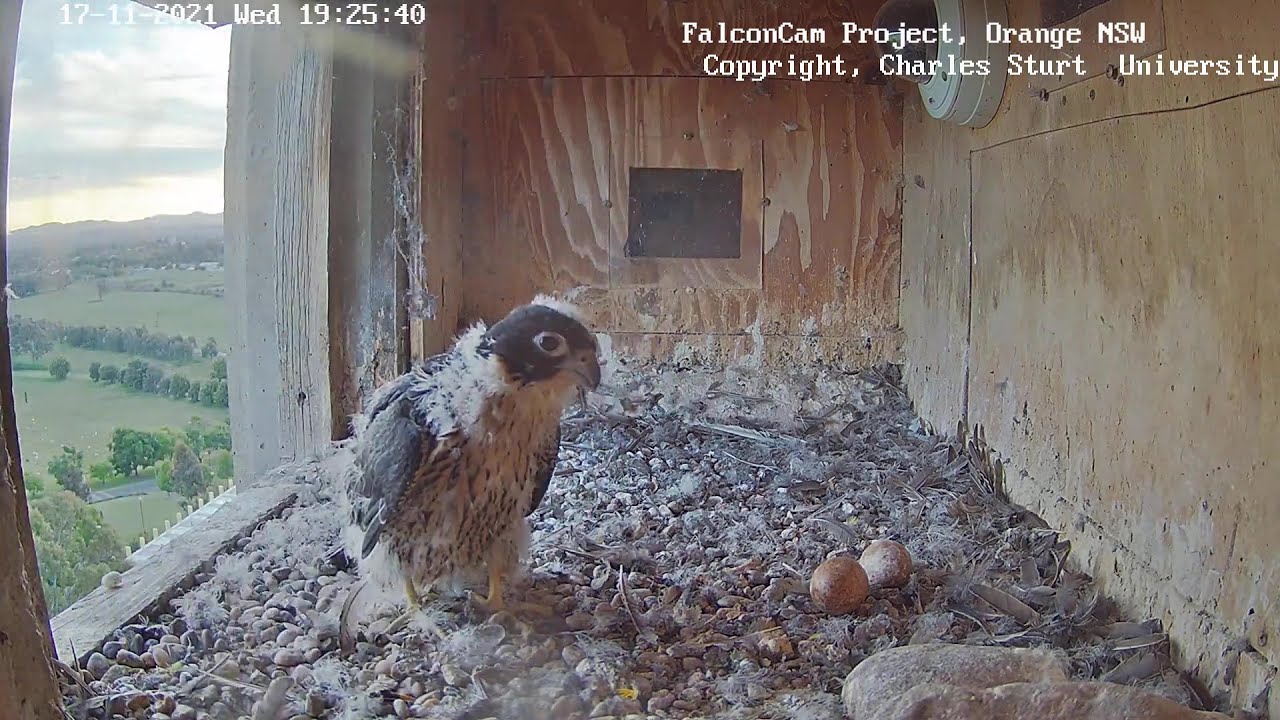 FalconCam Orange CSU~Dad brings another juvenile starling while Yurruga ...