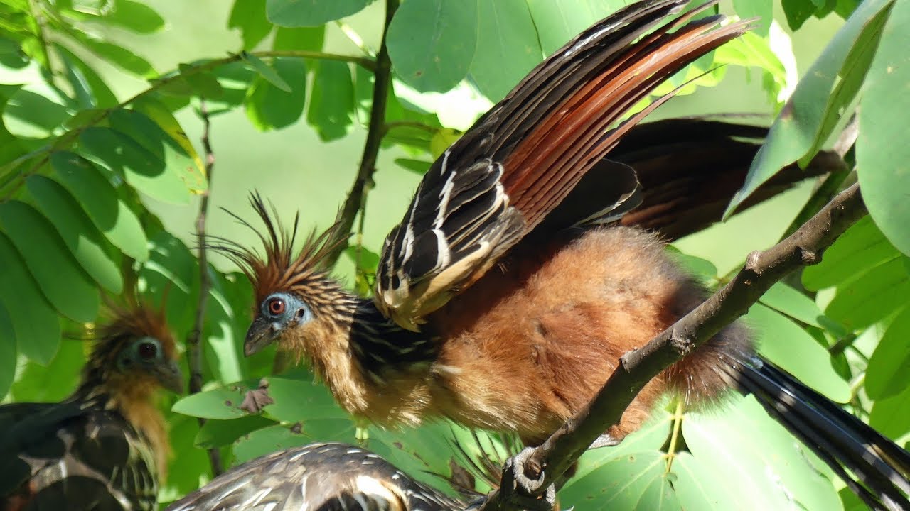 Peru - Manu National Park - 2018 - YouTube