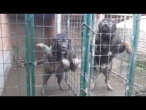 Kavkaski ovčari Artur i Aljaska