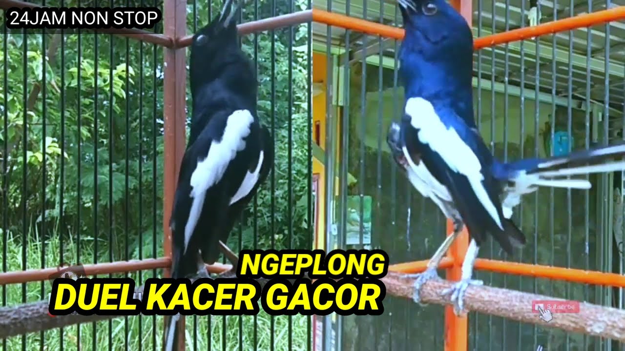 kacer GACOR - YouTube