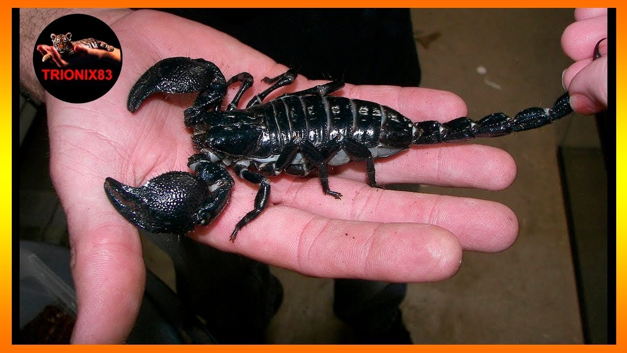 SOÑAR CON UN ALACRAN GRANDE 🦂 Mira Que Significa Tu Sueño 👈💤😴 - YouTube