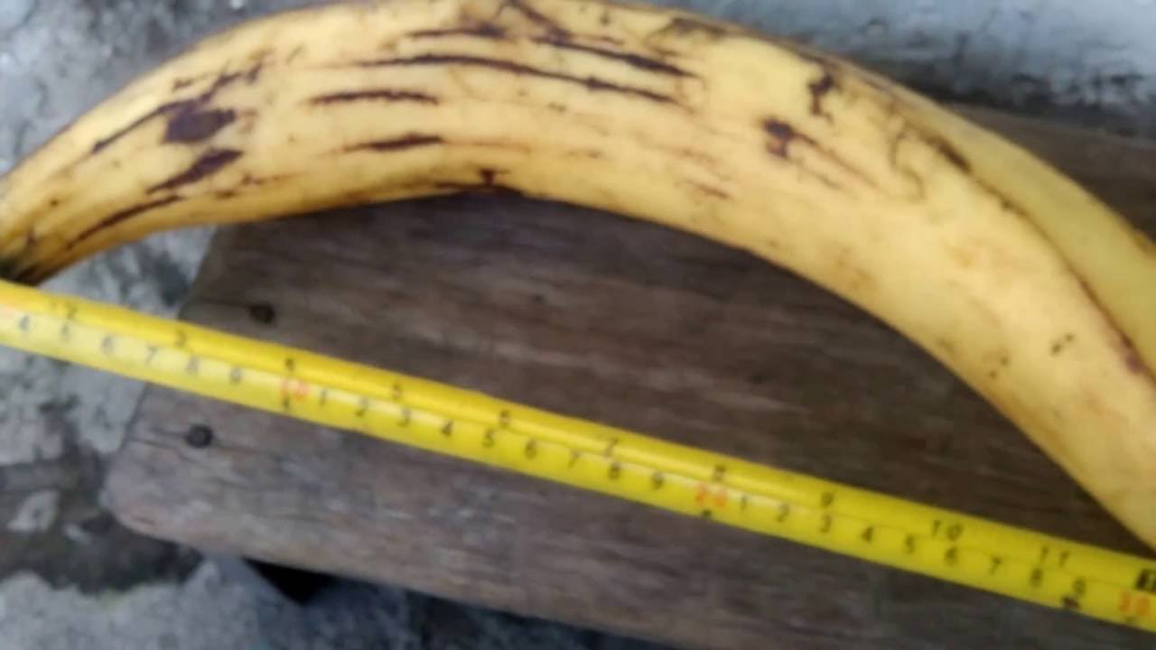 ANeh Dan Nyata Pisang Raksasa dari Indonesia !!!! - YouTube