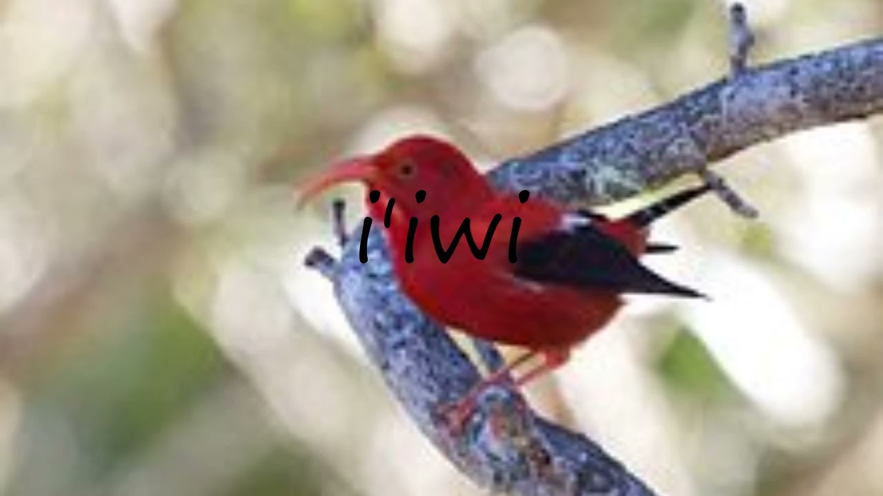 How to pronounce i'iwi? - YouTube