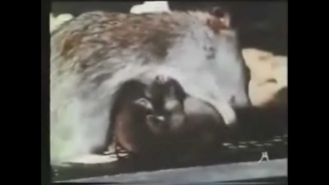 DOCUMENTAIRE : Ratopolis [Partie 2] - YouTube