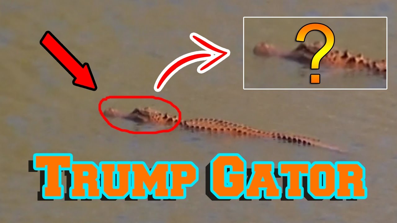 Strange Orange Aligator In South Carolina - The Trump Gator - YouTube