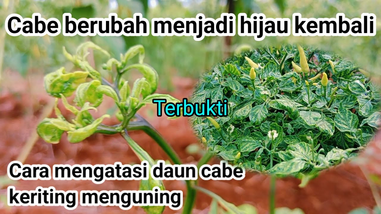 TERBUKTI‼️ BAHAN INI BISA PULIHKAN PENYAKIT KUNING, PADA TANAMAN CABE ...
