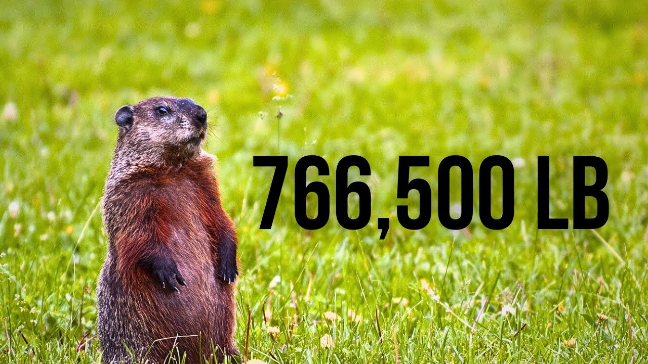 How Much Wood Could a Woodchuck Chuck? - YouTube