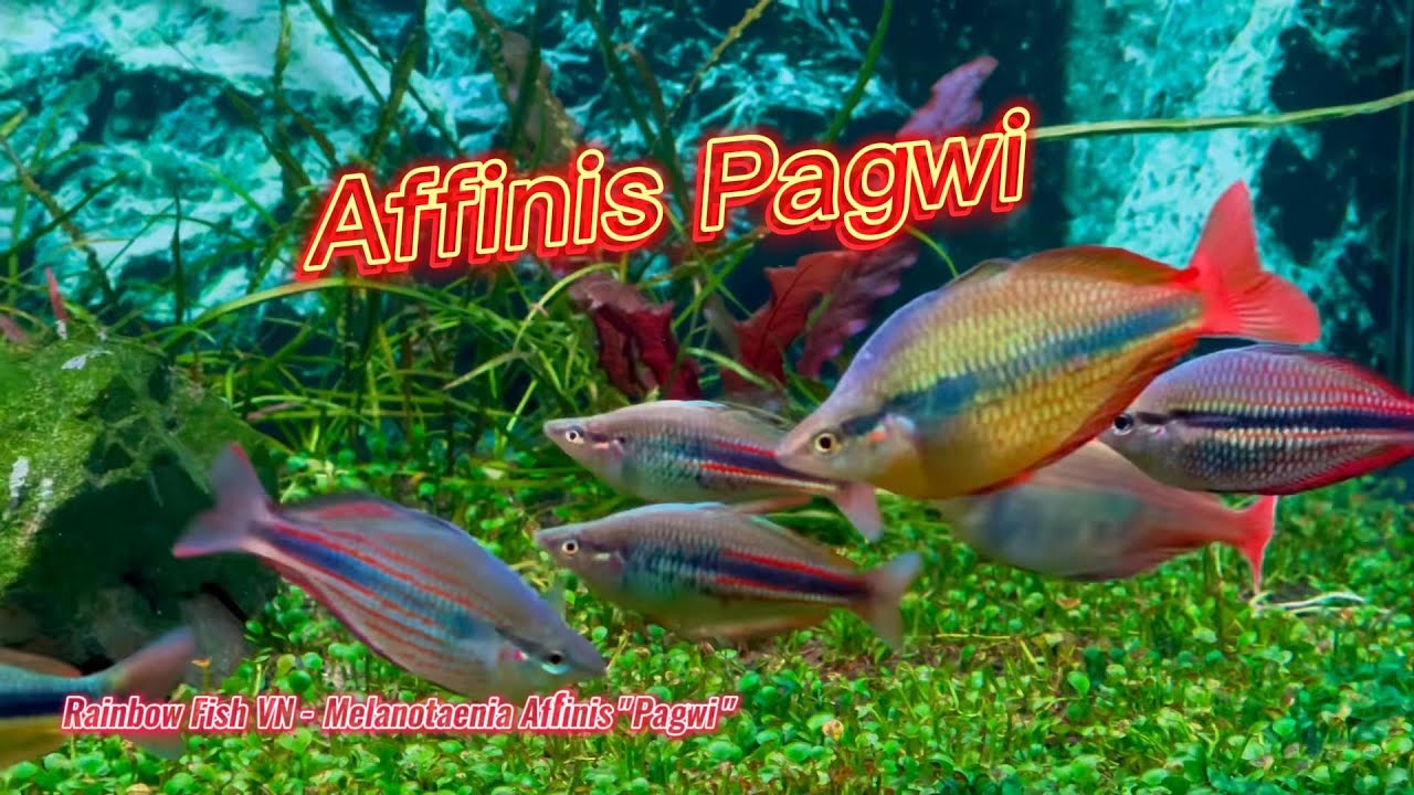 Melanotaenia Affinis Pagwi - Đỗ Minh Tiến - YouTube