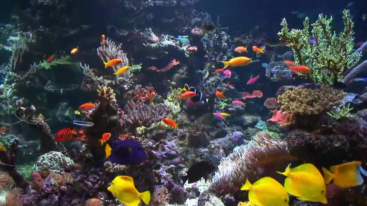 Stuart Bertram's Aquarium July 09 - YouTube