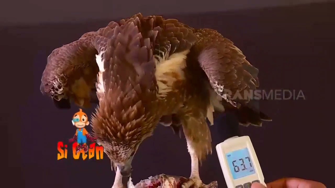 Kembalikan Mereka ke Habitatnya ( Si Otan Trans7 ) - YouTube