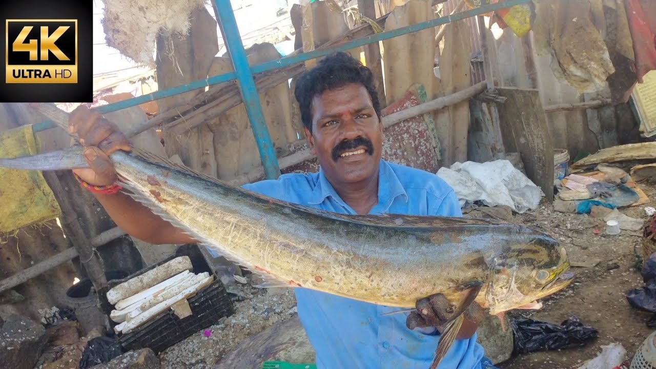 PARALA FISH FILLET || KASIMEDU SEKAR 🗡️💪 - YouTube