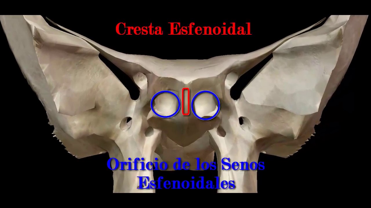 🥇 HUESO ESFENOIDES, Anatomía. Fácil, Rápido y Sencillo YouTube