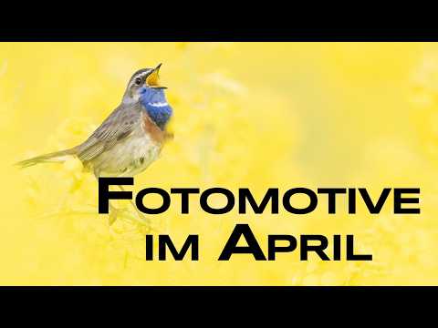Fotomotive im April - Schmetterlinge, Blaukehlchen und Orchideen