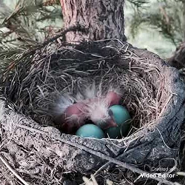 Robins growing up in 26 seconds - YouTube