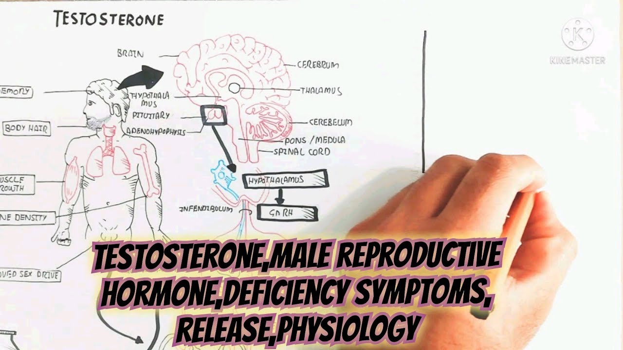testosterone/male reproductive hormone/deficiency symptoms/release ...