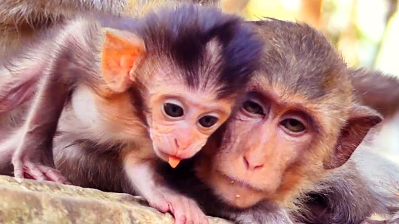 Wow Wow..! So Adorable Tiny Baby Armando with Mom April monkey - YouTube