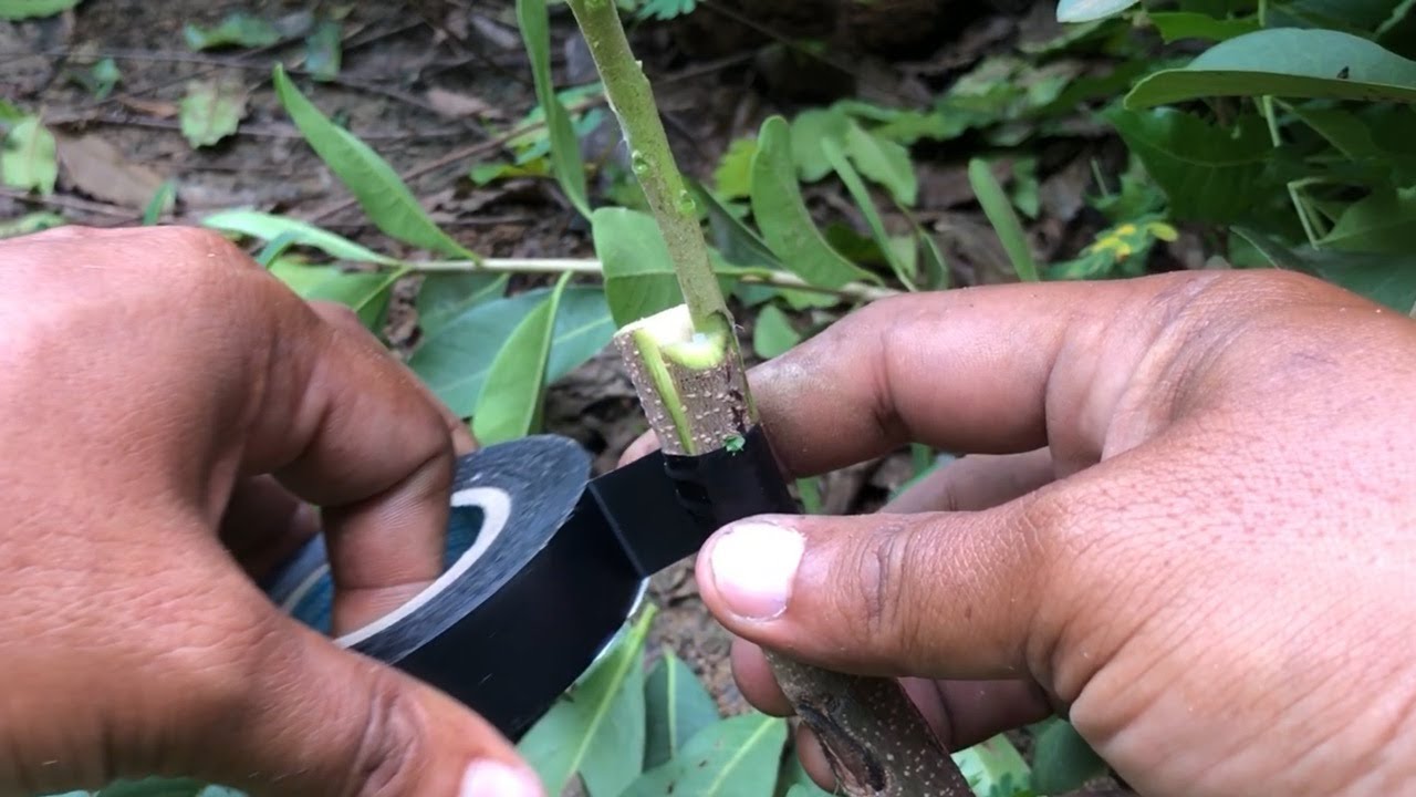 How to Graft || Cut Peel Branch Tree Graft With Sprout Tree And Wrapped ...