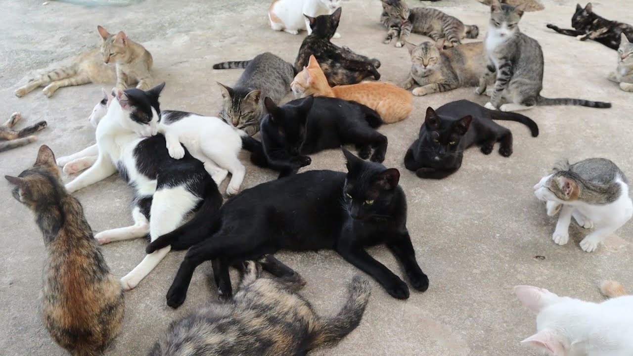 My cute wait for love and food, The Gohan Dog And Cats - YouTube