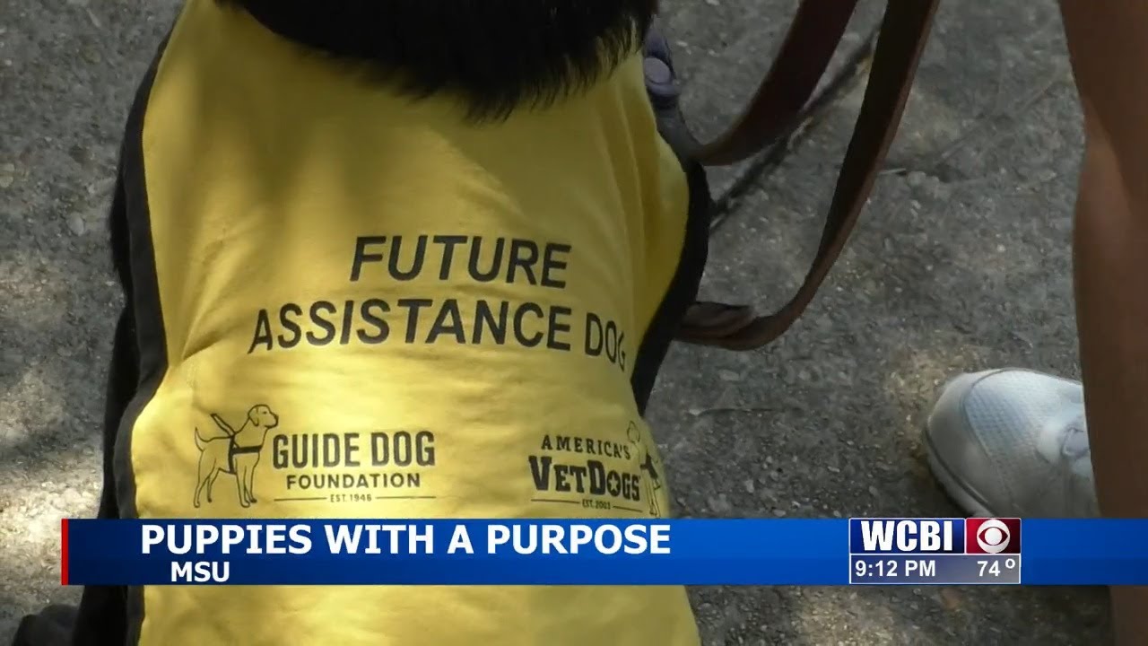 College students help train future service dogs at Mississippi State ...