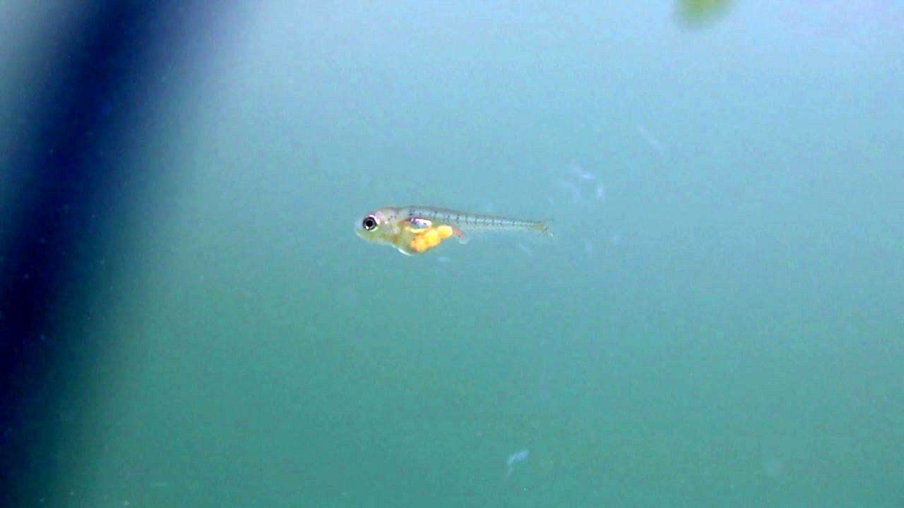 Black Neon Tetra Fry Close-up Footage - YouTube