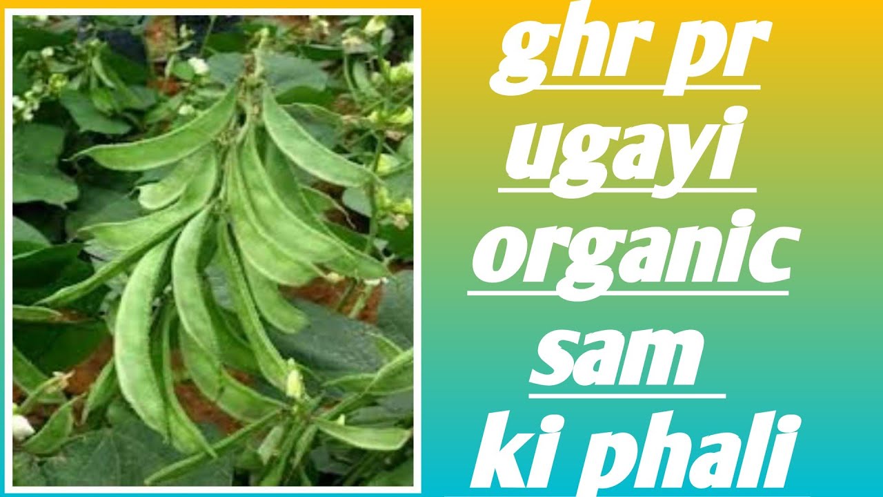 ghr pr ugayi organic sam ki phali - YouTube