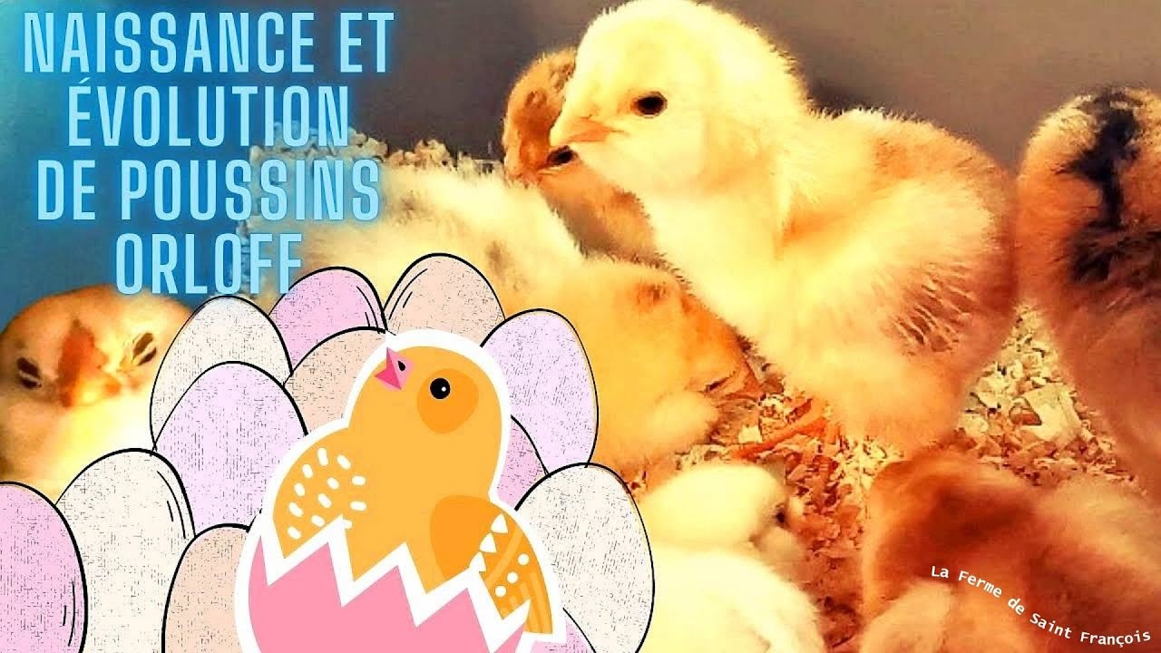 Naissance de Poussins Orloff, Evolution de 5 Poules et 5 Coqs, Pour ...