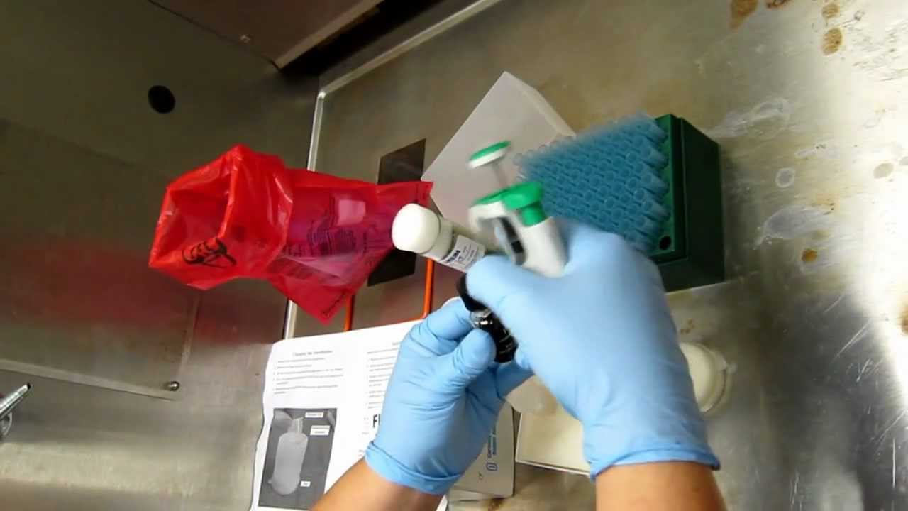 Anesthetizing flies with Fly Nap - YouTube