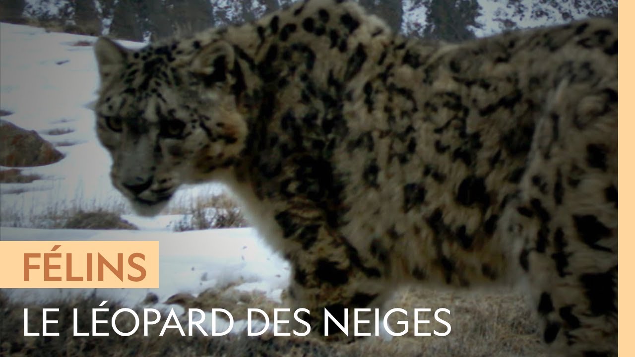 À la recherche du léopard des neiges au sommet des montagnes - YouTube