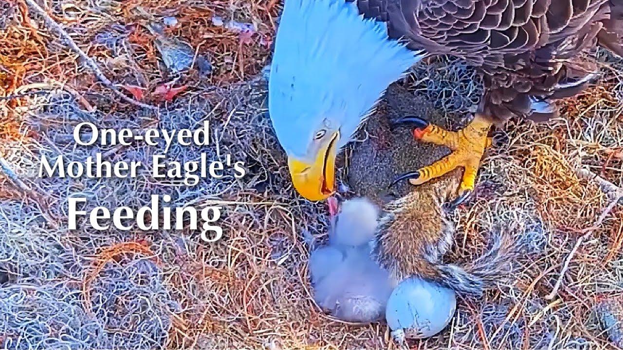 #9🦅🐥3°🥚／Winter Park Eagle Nest 2026／Against All Odds：One-Eyed Mother ...