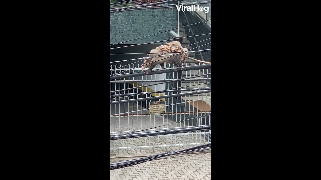 Amazing Smart Possum! Family of Possums tip toe across dangerous ...
