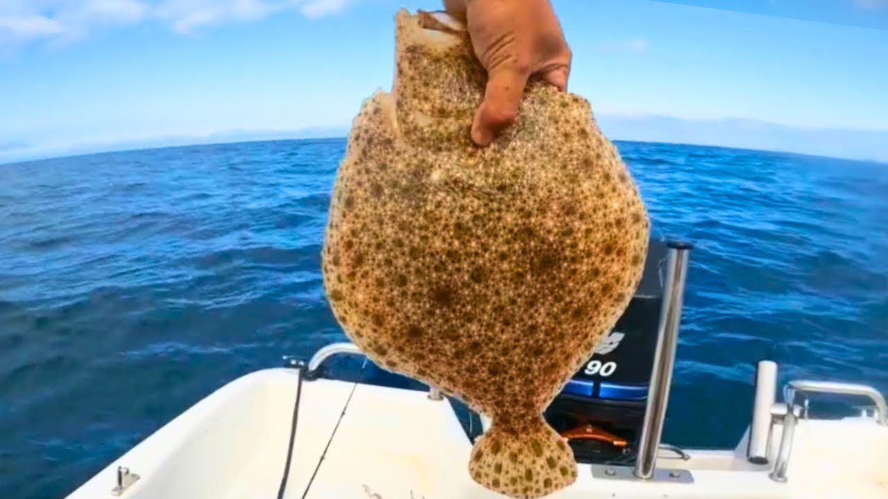Turbot Fishing Sandbanks: Newhaven Harbour's Hidden Gem - YouTube